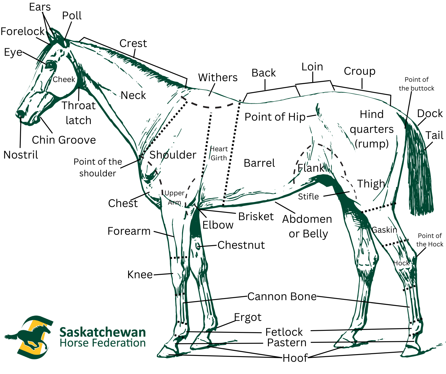 Parts of the Horse - Saskatchewan Horse Federation